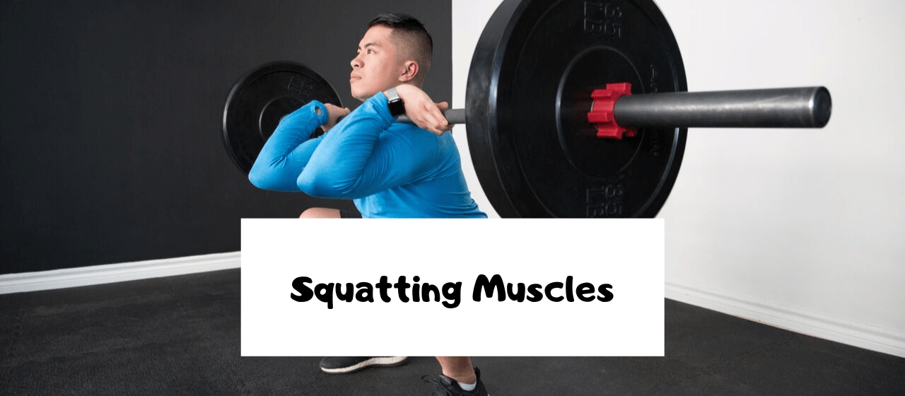 Squatting Muscles - Tradewinds Fitness